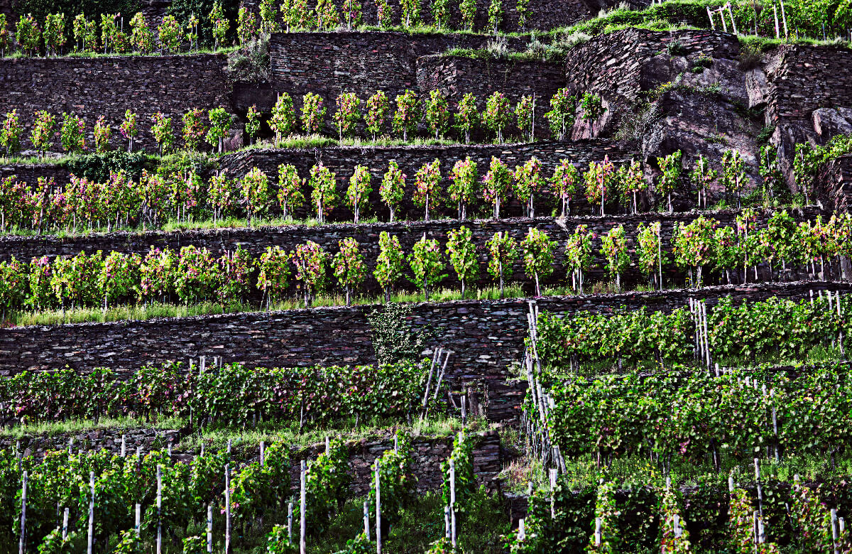 Ahr - German Wines USA